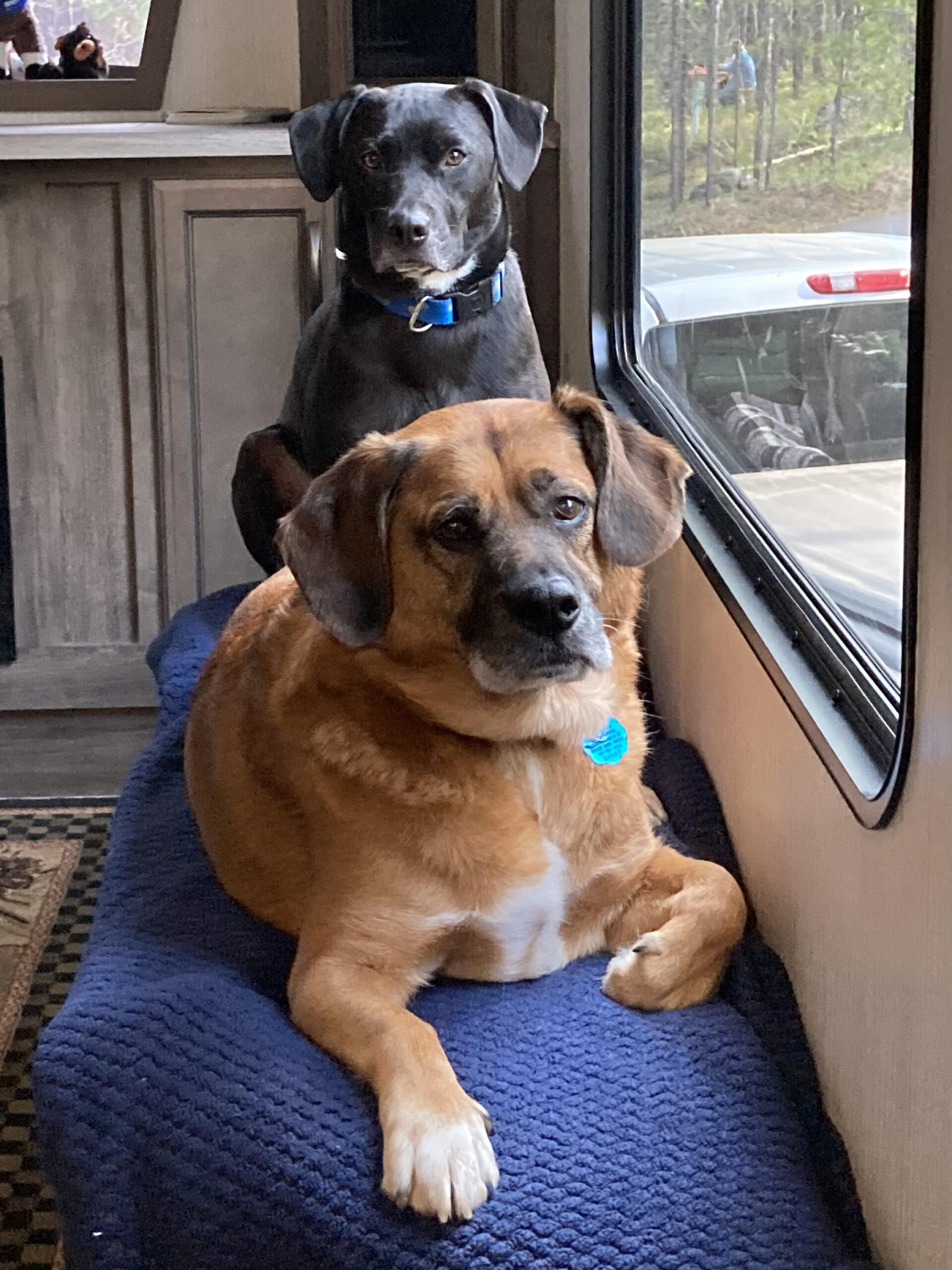 Rocket and Frank – Raising Rocket